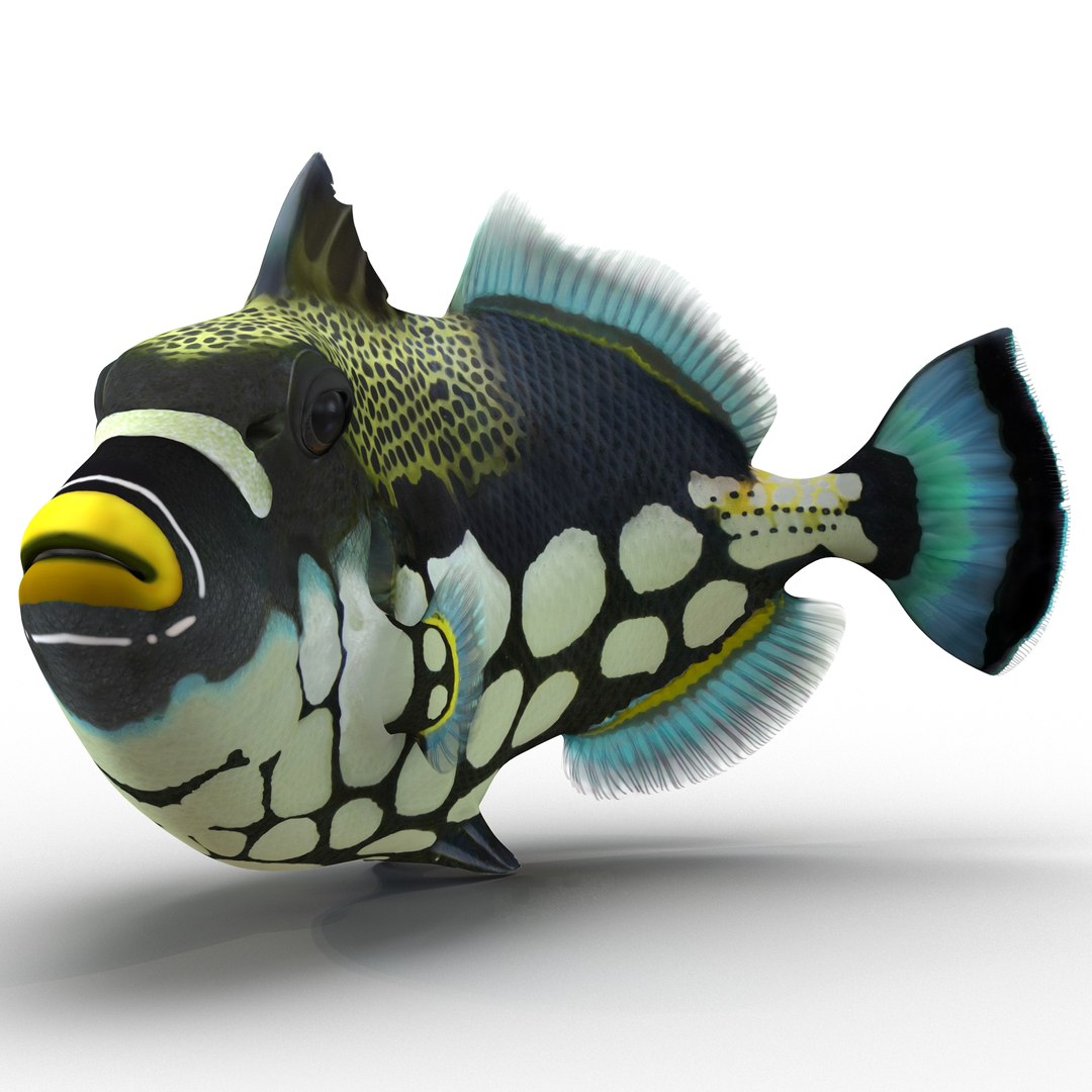 clown trigger fish pose 3d 3ds