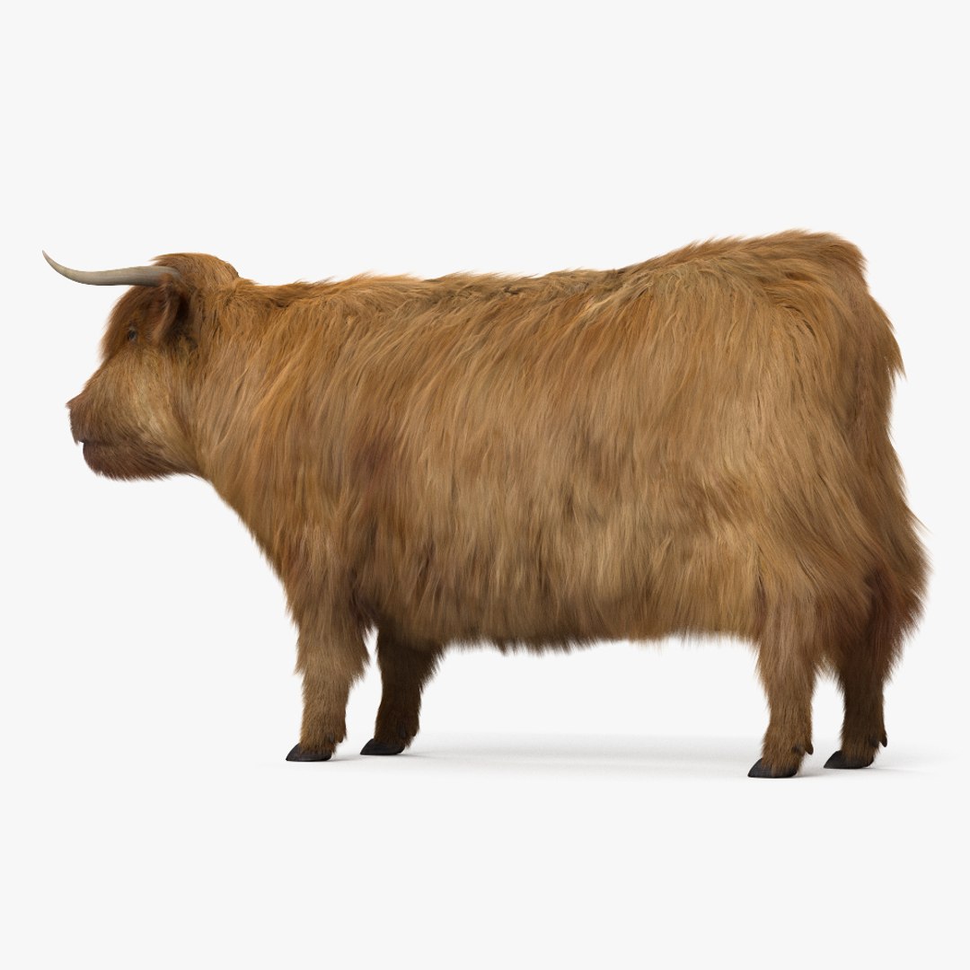 3D Highland Cattle - TurboSquid 2117577