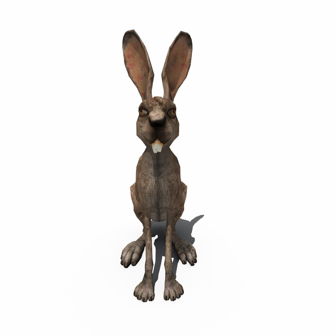 3d Rabbit Model