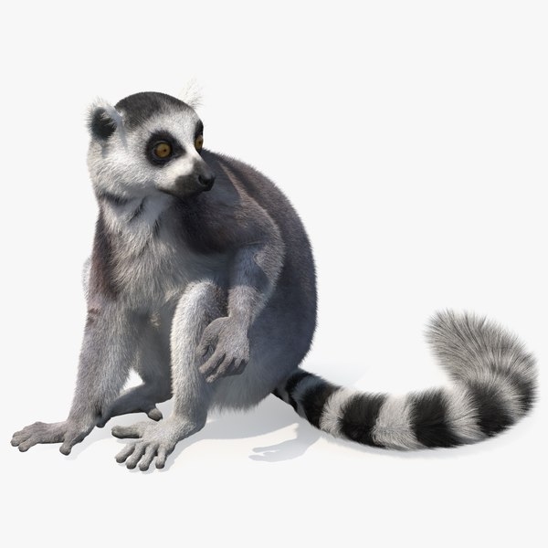 Lemur 3D Models for Download | TurboSquid