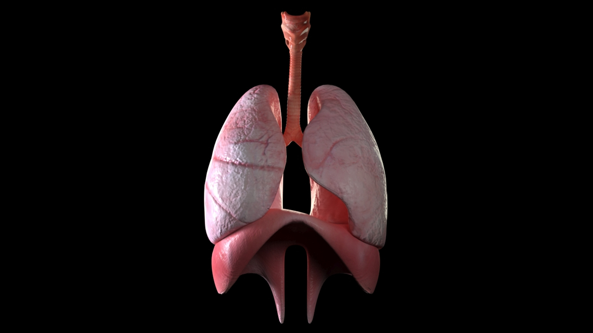 Lungs 3D Model - TurboSquid 1250344