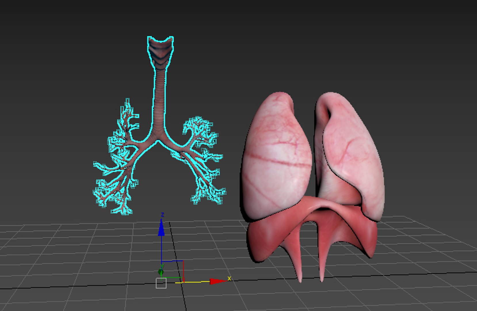 Lungs 3D Model - TurboSquid 1250344