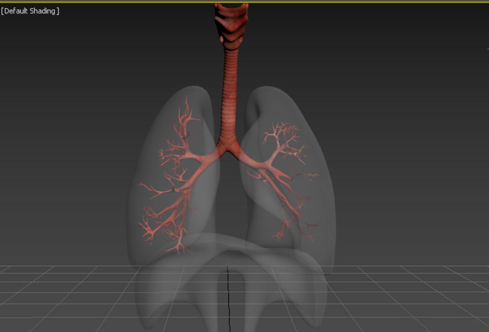 Lungs 3D Model - TurboSquid 1250344