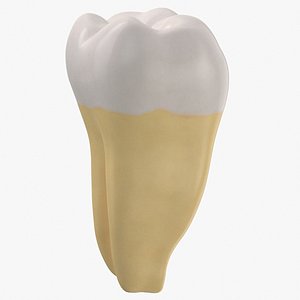 3D Molar Models - Browse & Download Formats - TurboSquid