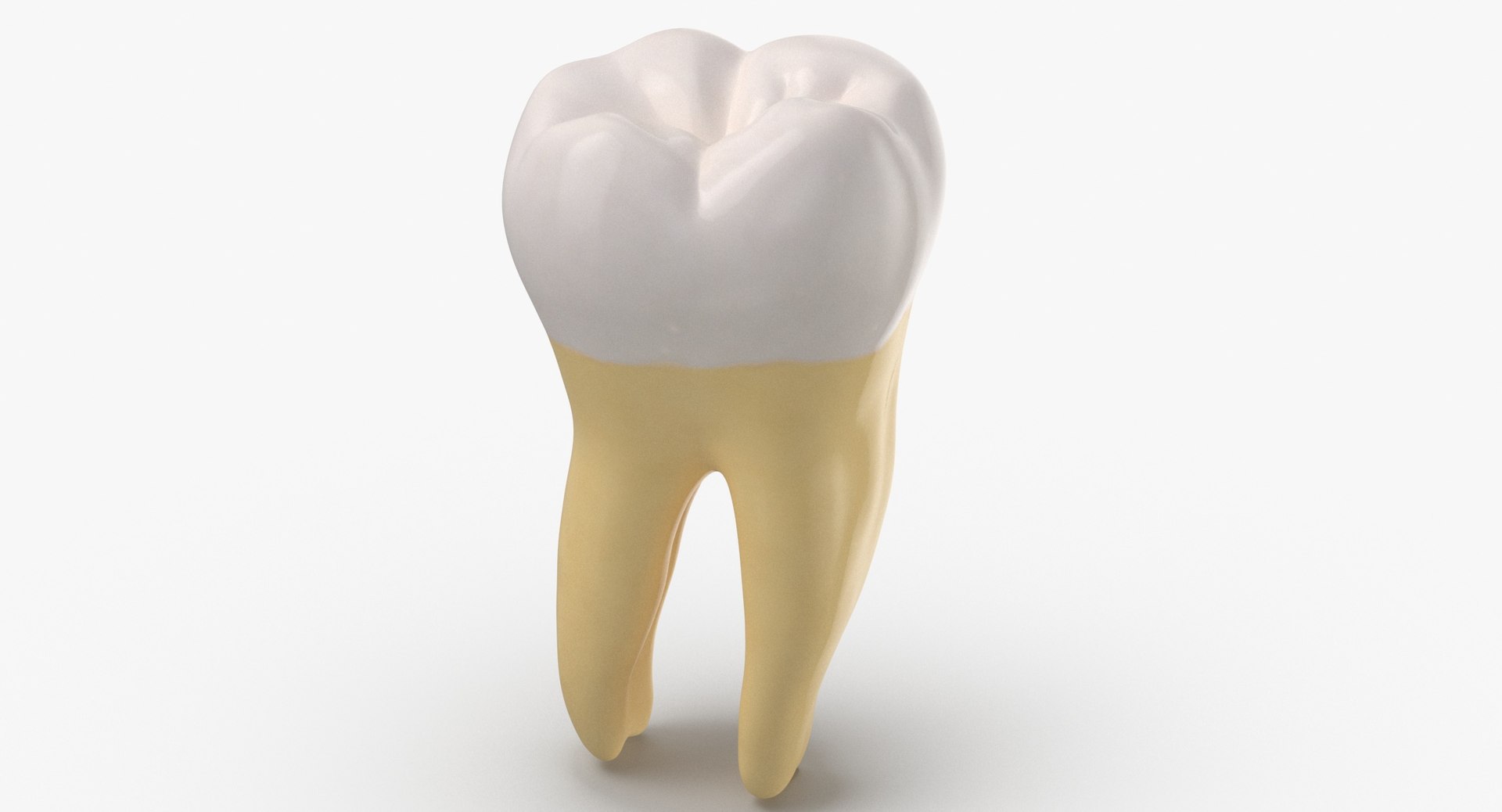 3D Molar Lower Jaw Right - TurboSquid 1580150