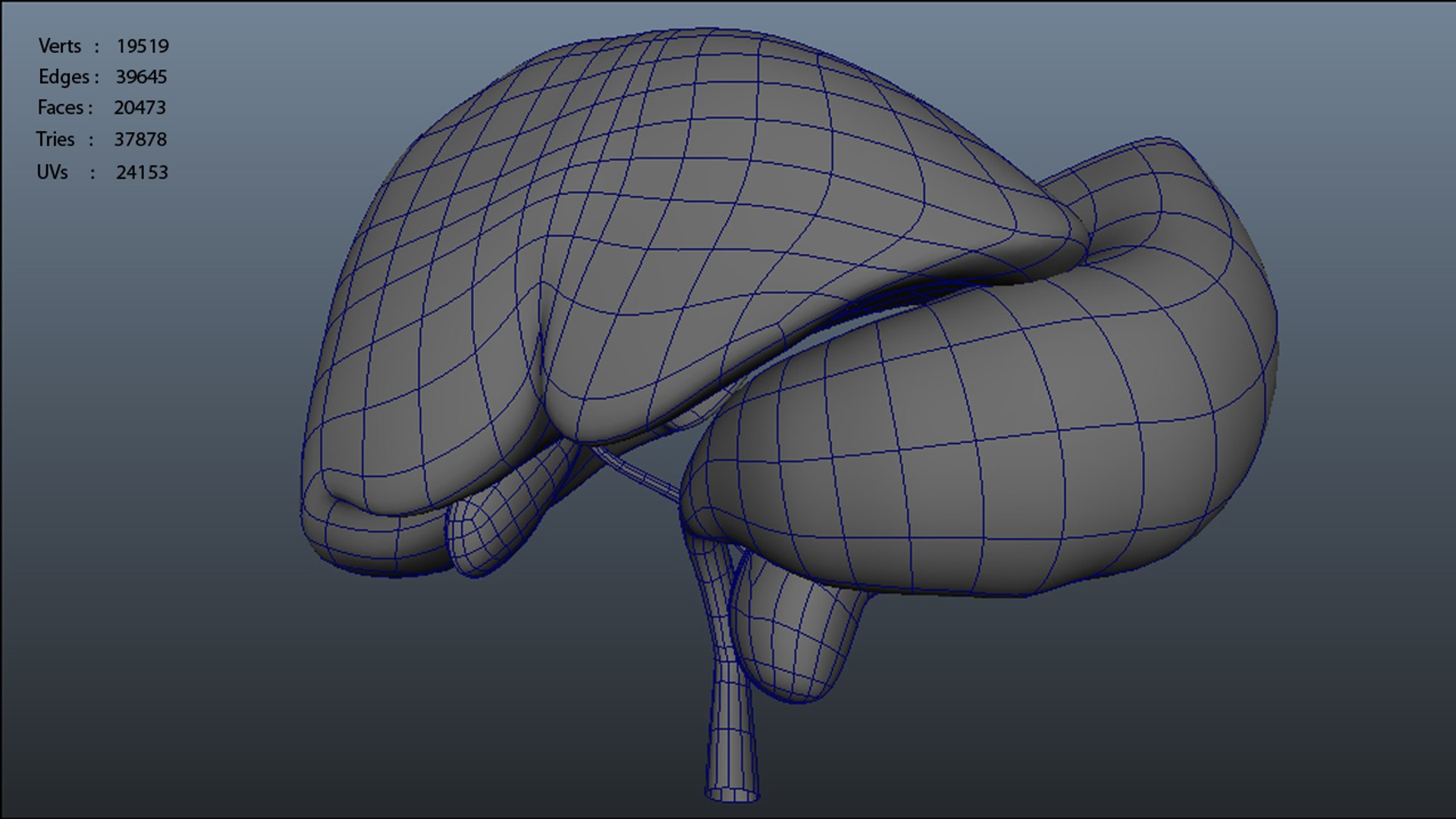 Digestive Humans Stomach 3d Model