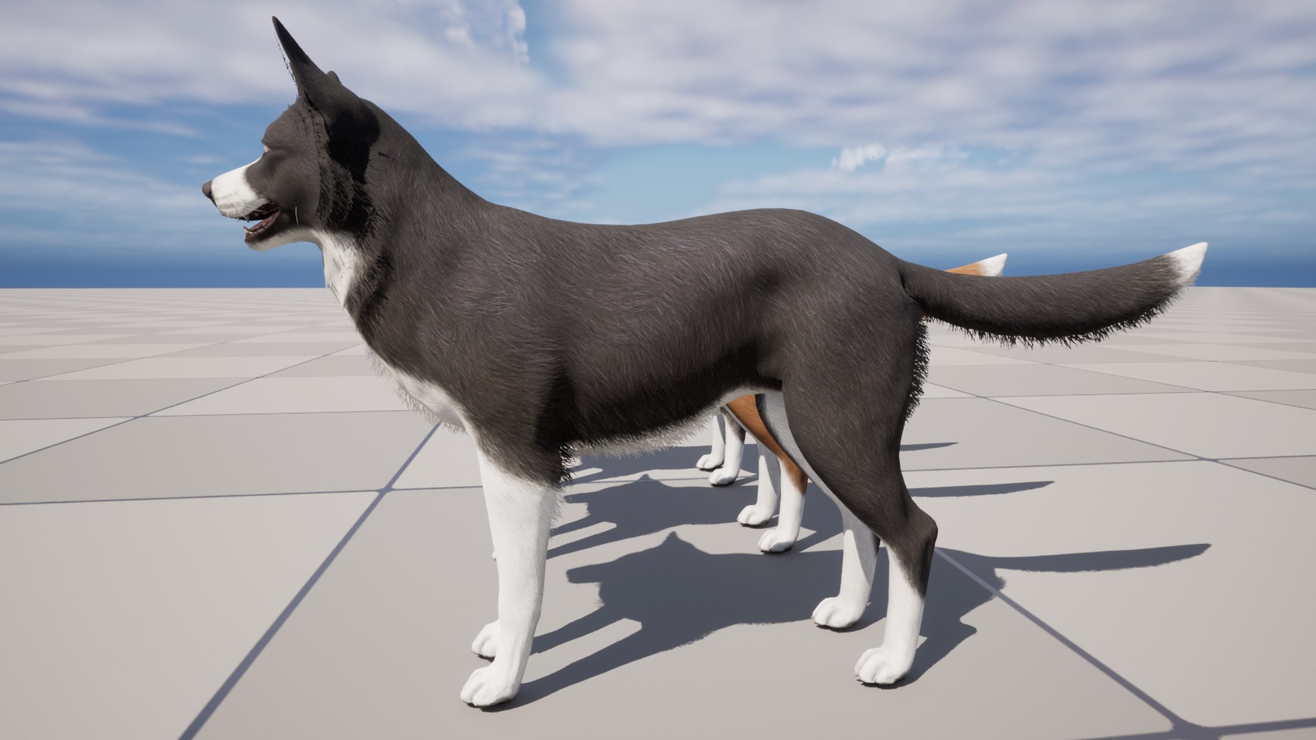 Dog - Border Collie 2 3D Model - TurboSquid 2060568