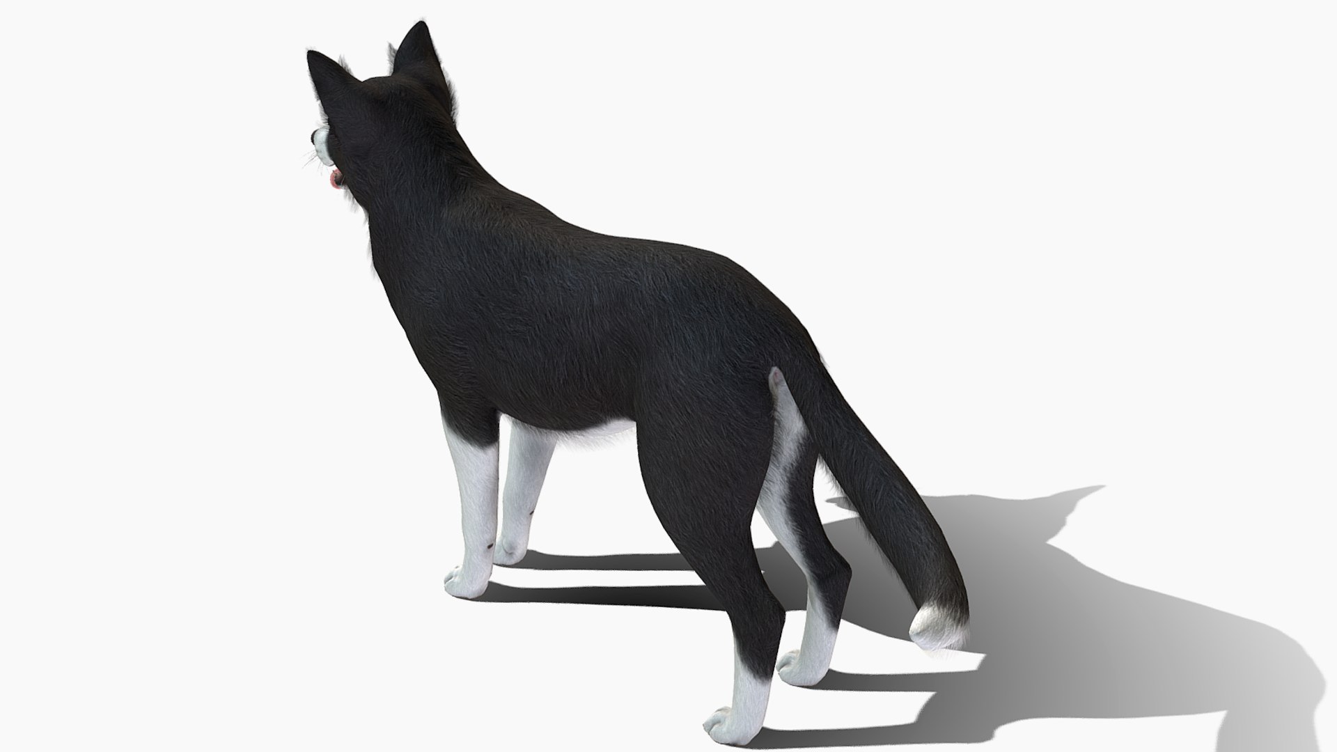 Dog - Border Collie 2 3D Model - TurboSquid 2060568