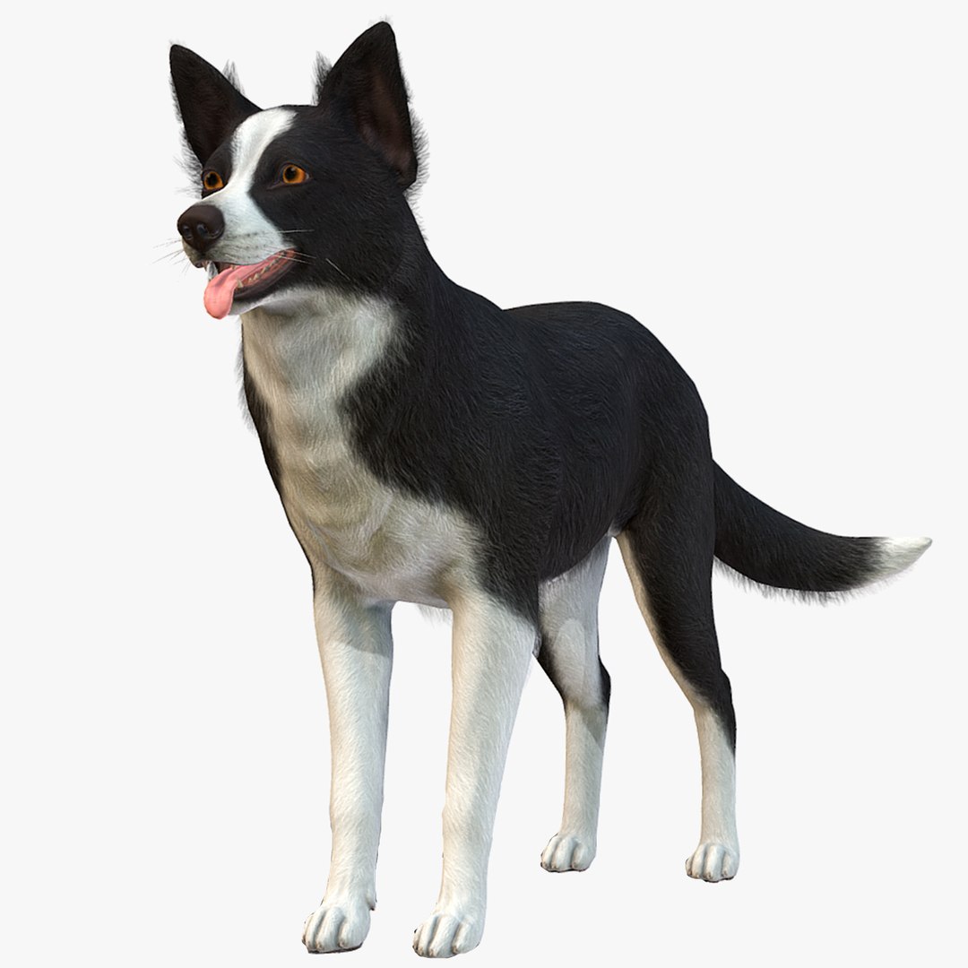 Dog - Border Collie 2 3D model - TurboSquid 2060568