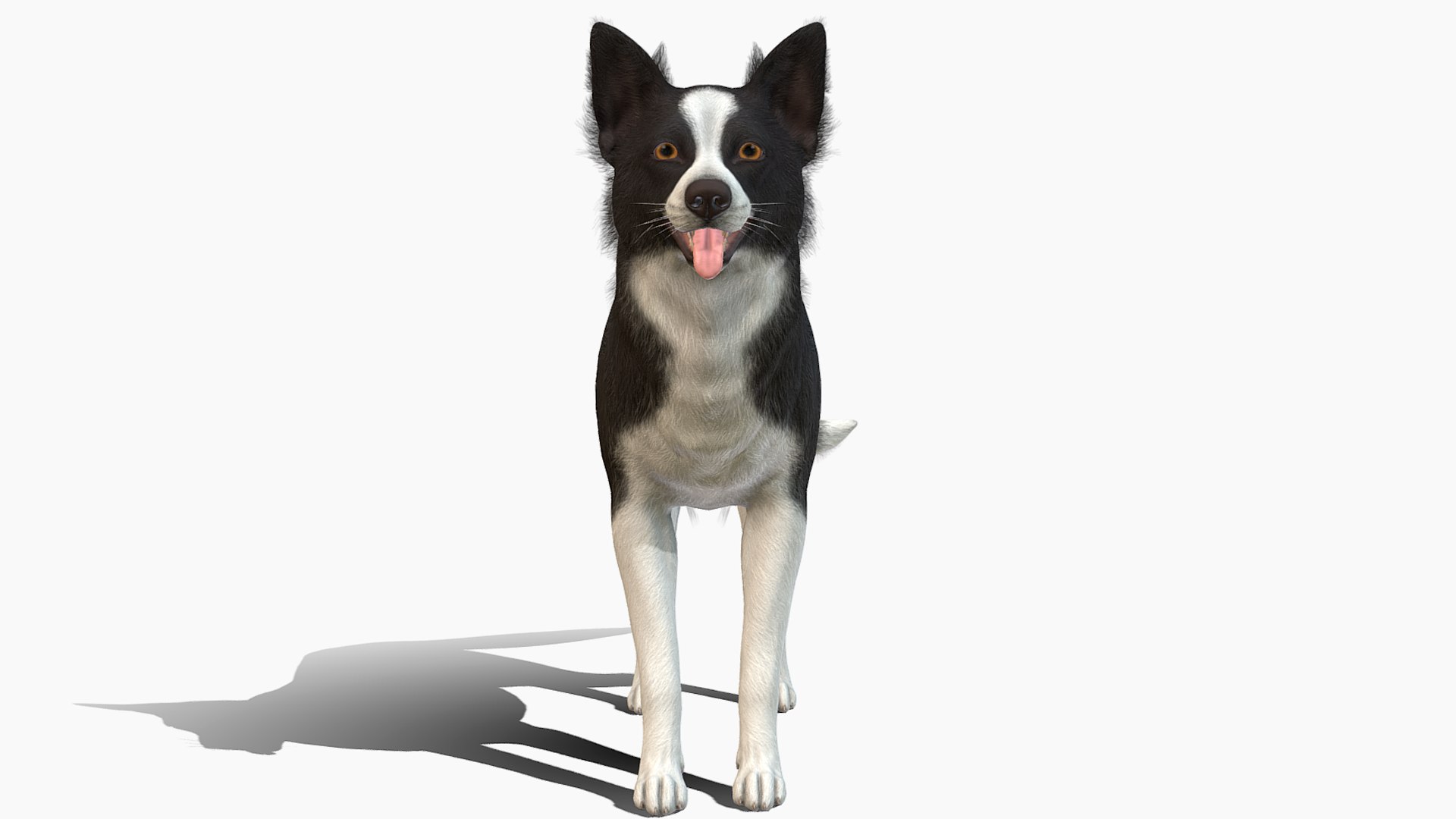 Dog - Border Collie 2 3D Model - TurboSquid 2060568