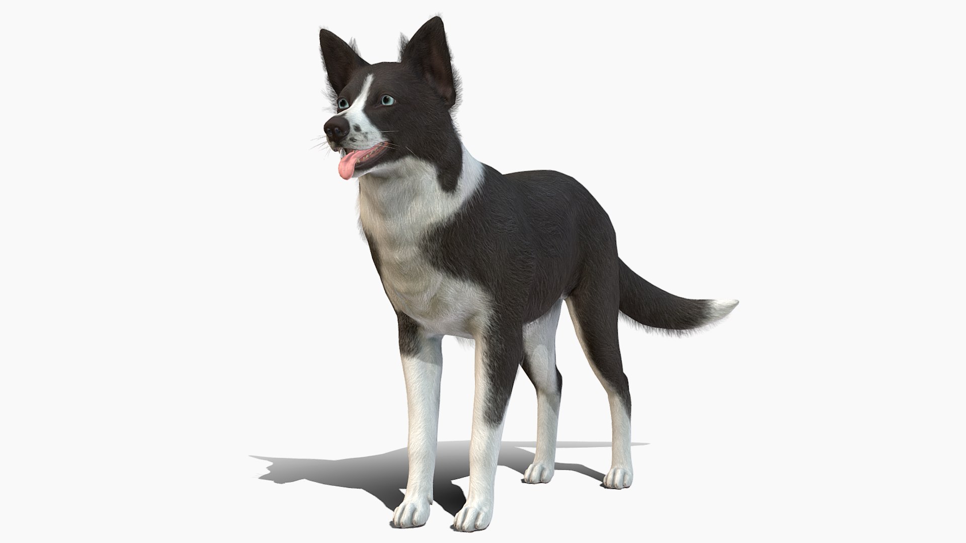 Dog - Border Collie 2 3D Model - TurboSquid 2060568