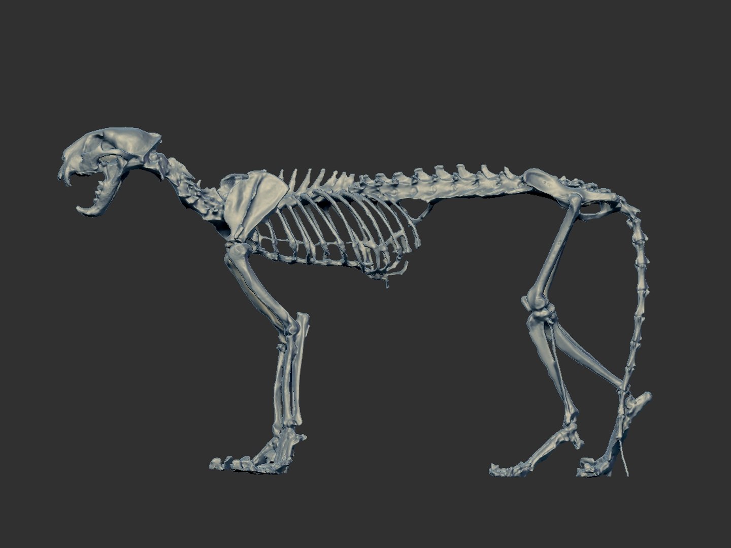 3D Model Leopard Skeleton - TurboSquid 1567347