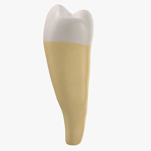 3D Premolar Models - Browse & Download Formats - TurboSquid