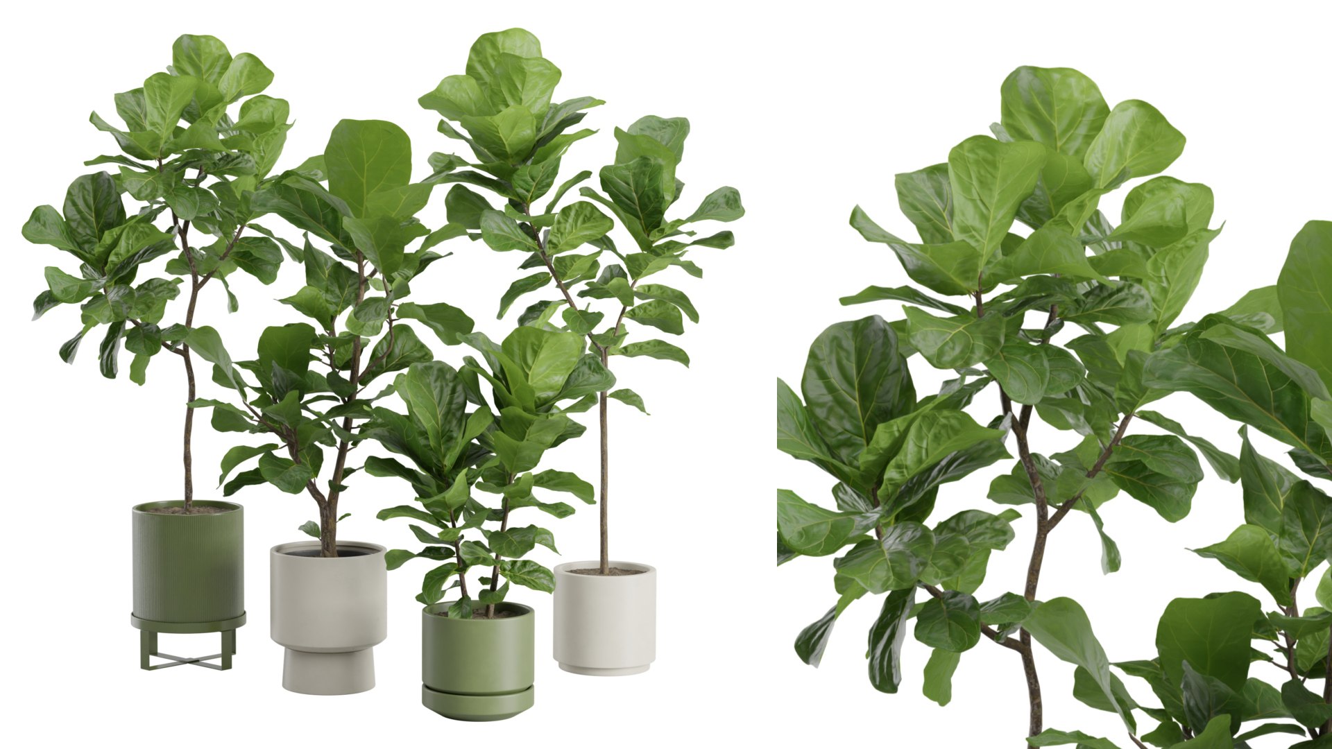 Ficus Lyrata Fiddle Leaf Fig 3D Model - TurboSquid 1999298