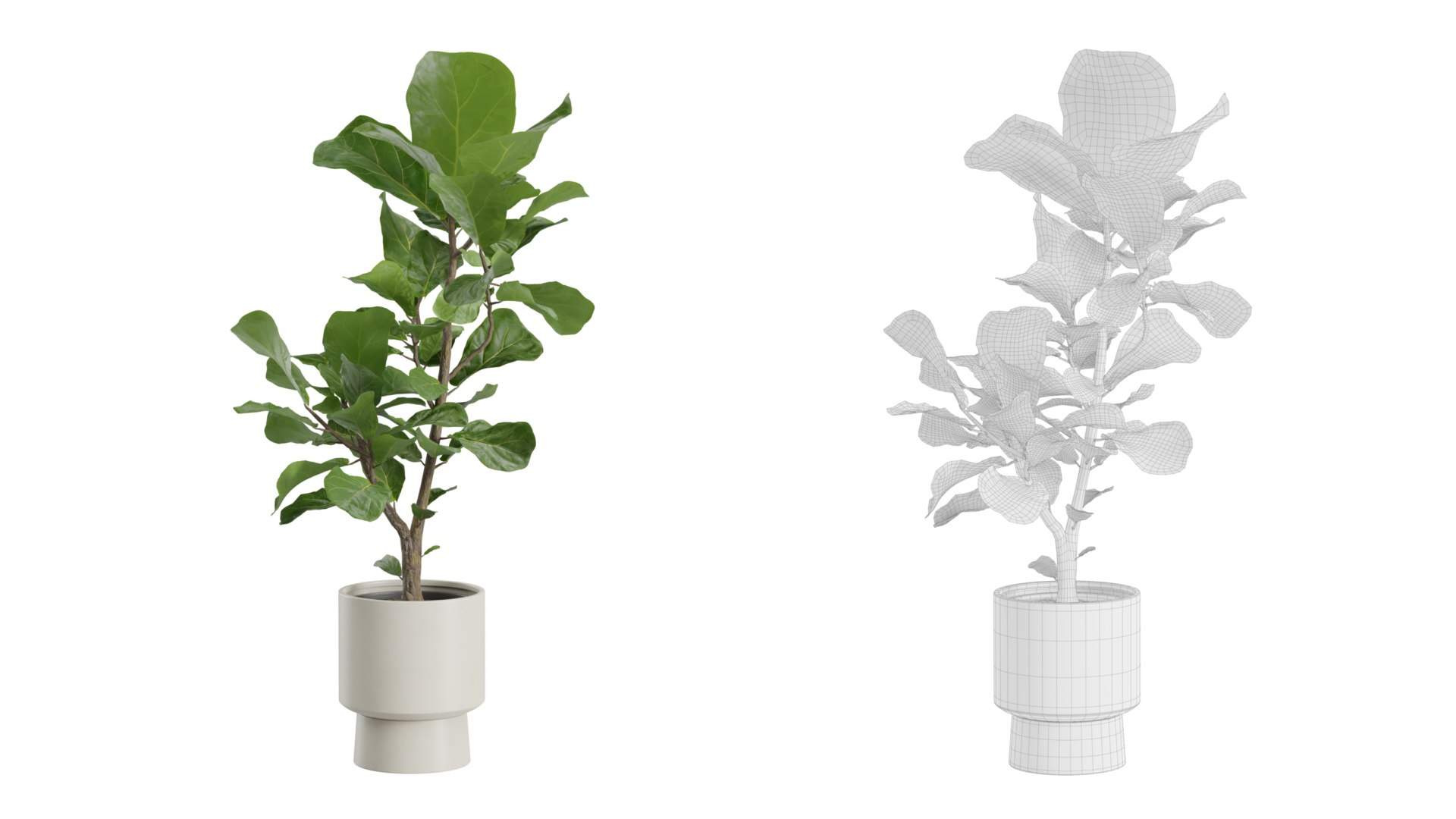 Ficus Lyrata Fiddle Leaf Fig 3D Model - TurboSquid 1999298