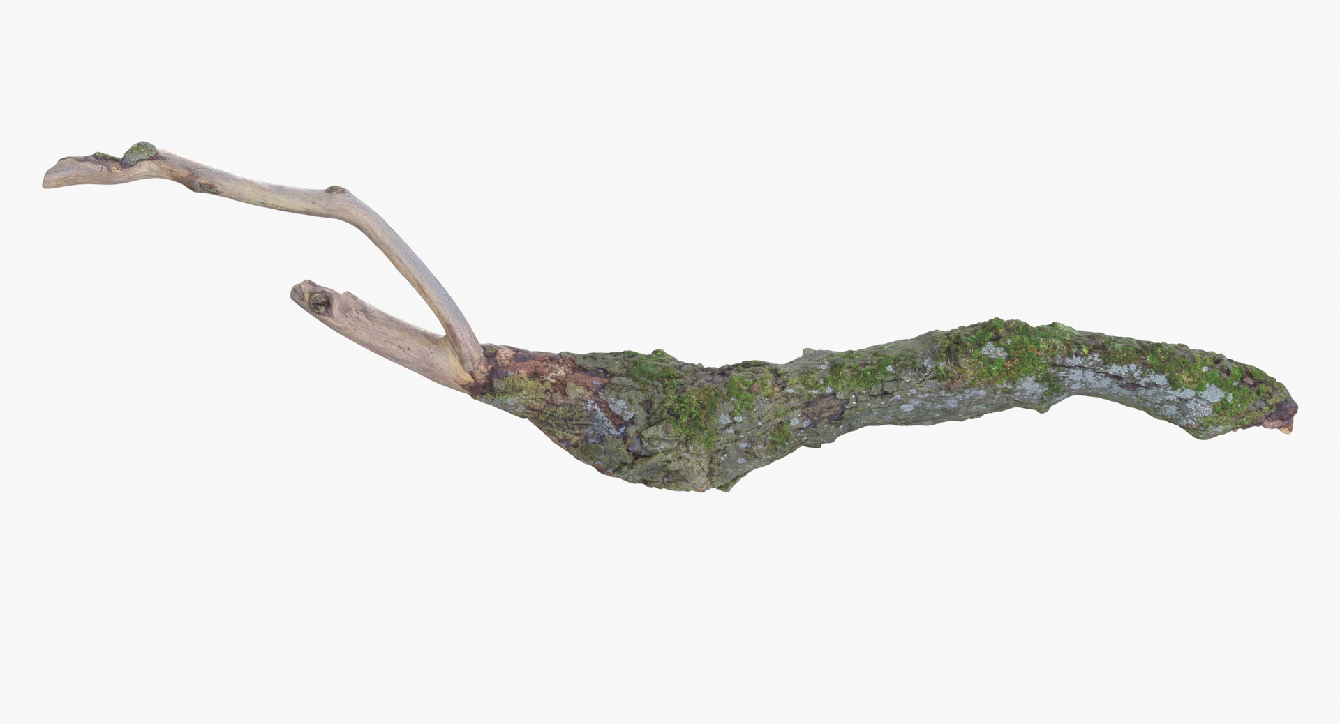 3D Fallen Branch 01 Model - TurboSquid 1869689