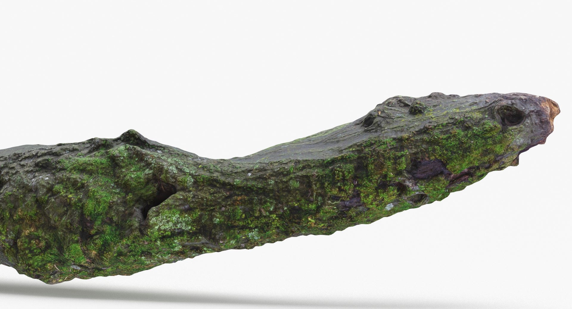 3D Fallen Branch 01 Model - TurboSquid 1869689