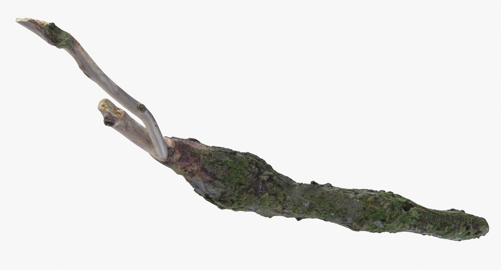 3D Fallen Branch 01 Model - TurboSquid 1869689