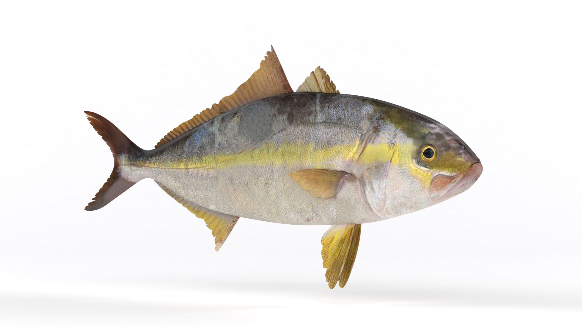 Trevally Fish 3D Model - TurboSquid 1751481