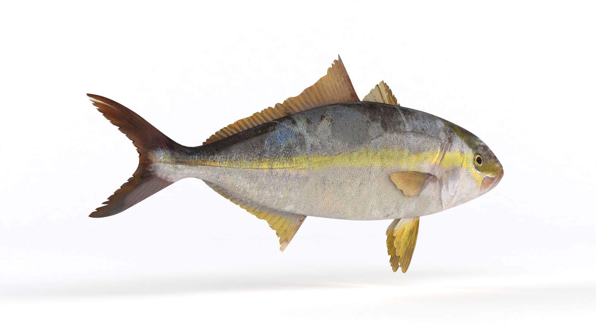 Trevally Fish 3D Model - TurboSquid 1751481