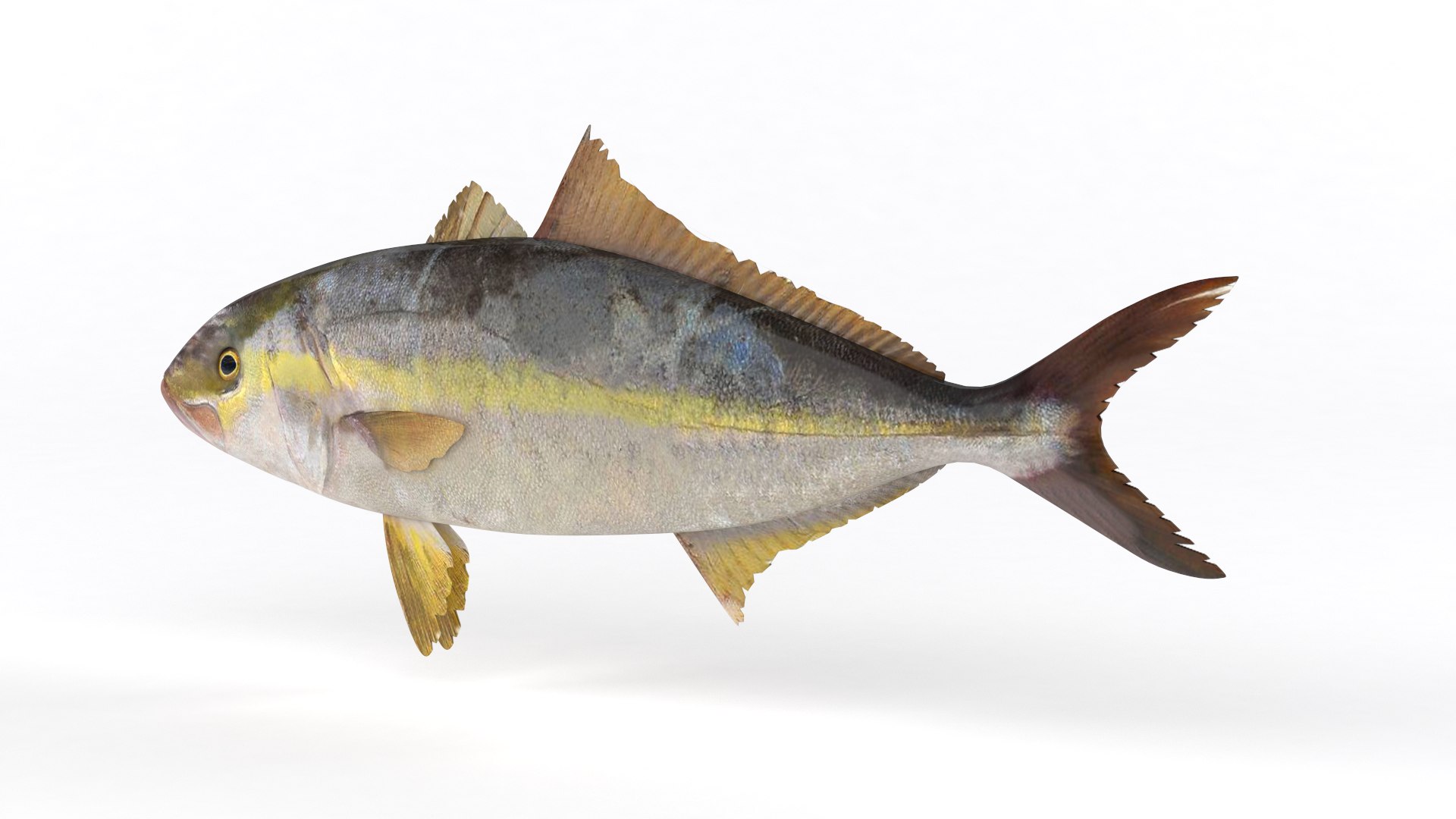 Trevally Fish 3D Model - TurboSquid 1751481