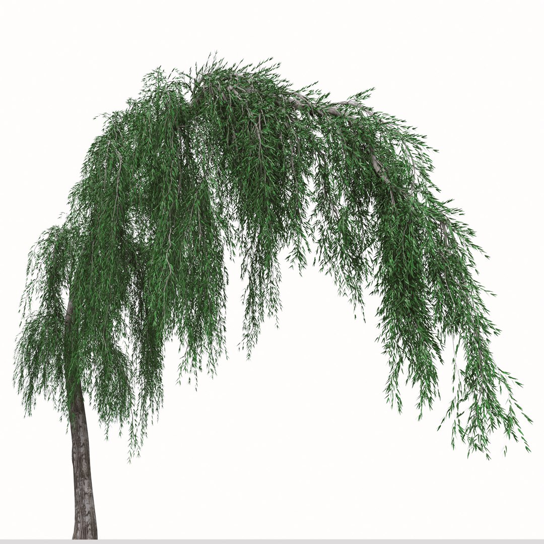 3D Set Of Larix Kaempferi Pendula Or Japanische Hange Larche Tree ...