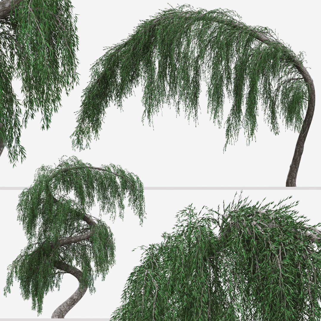 3D Set Of Larix Kaempferi Pendula Or Japanische Hange Larche Tree ...