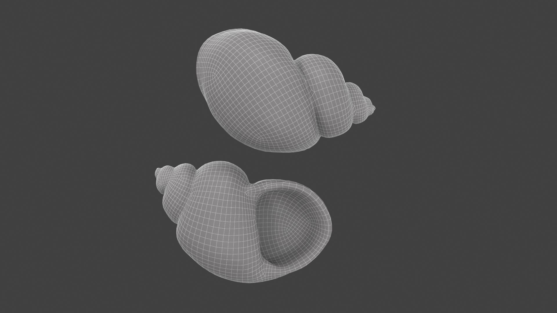 Shell Collection 3D model - TurboSquid 1738604