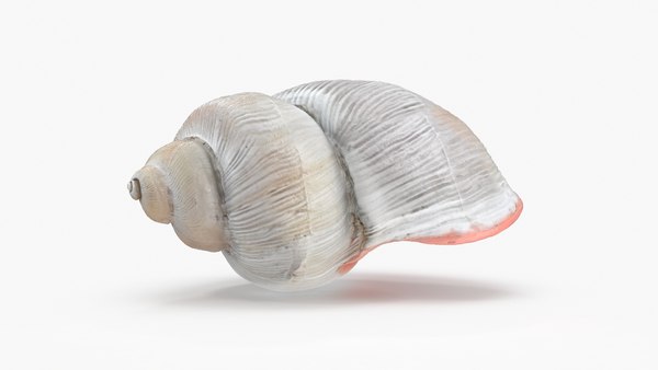 Shell Collection 3D model - TurboSquid 1738604