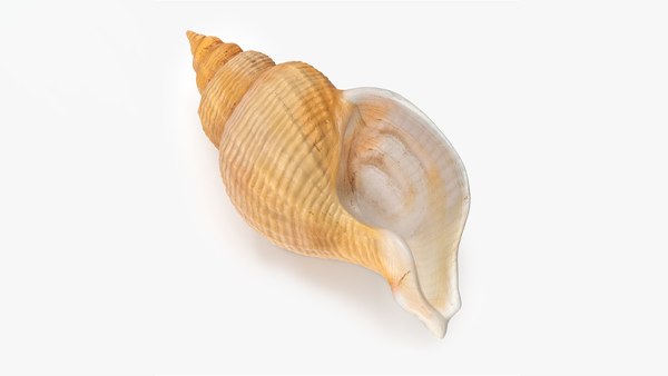 Shell Collection 3D model - TurboSquid 1738604