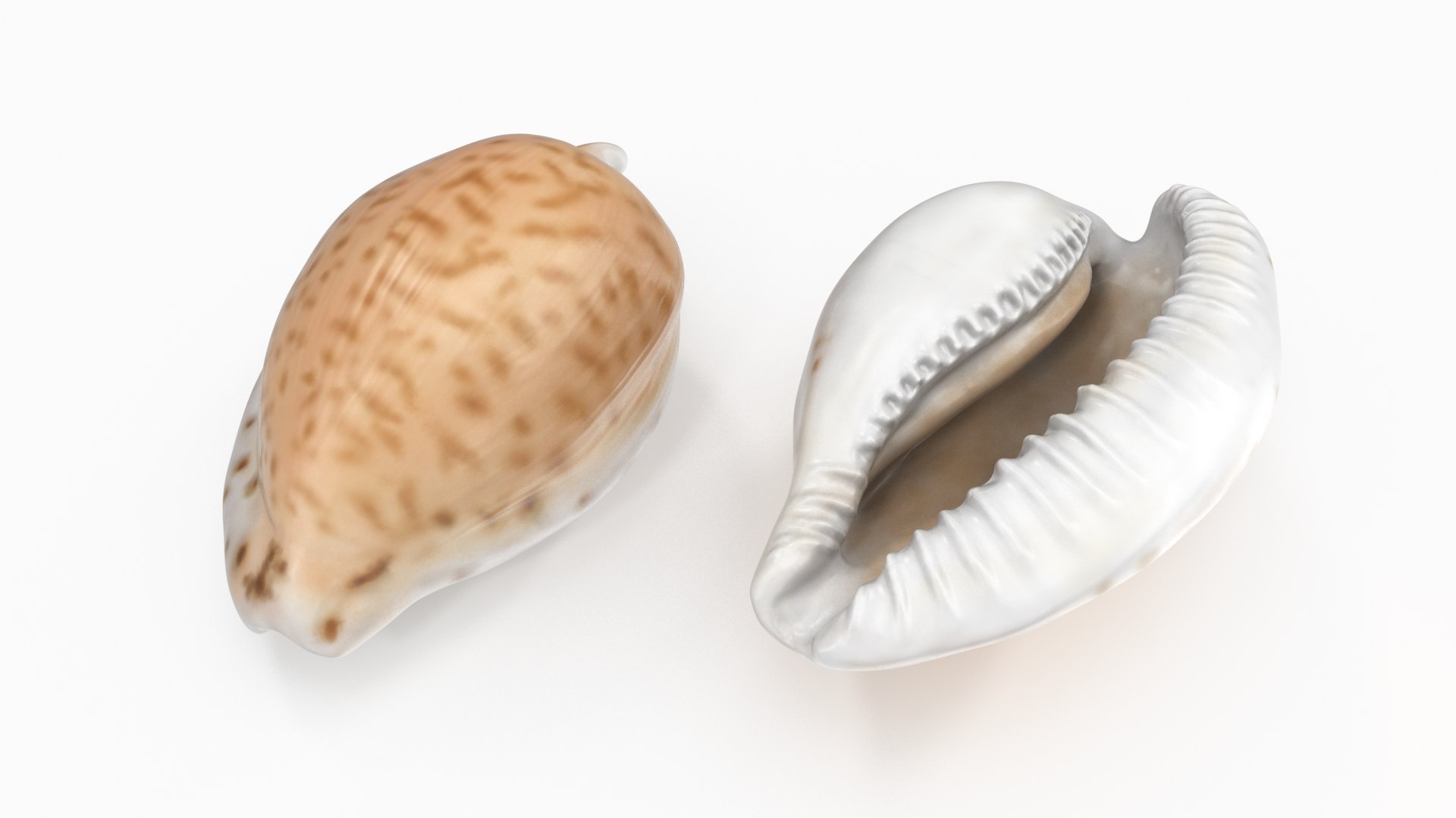 Shell Collection 3D Model - TurboSquid 1738604