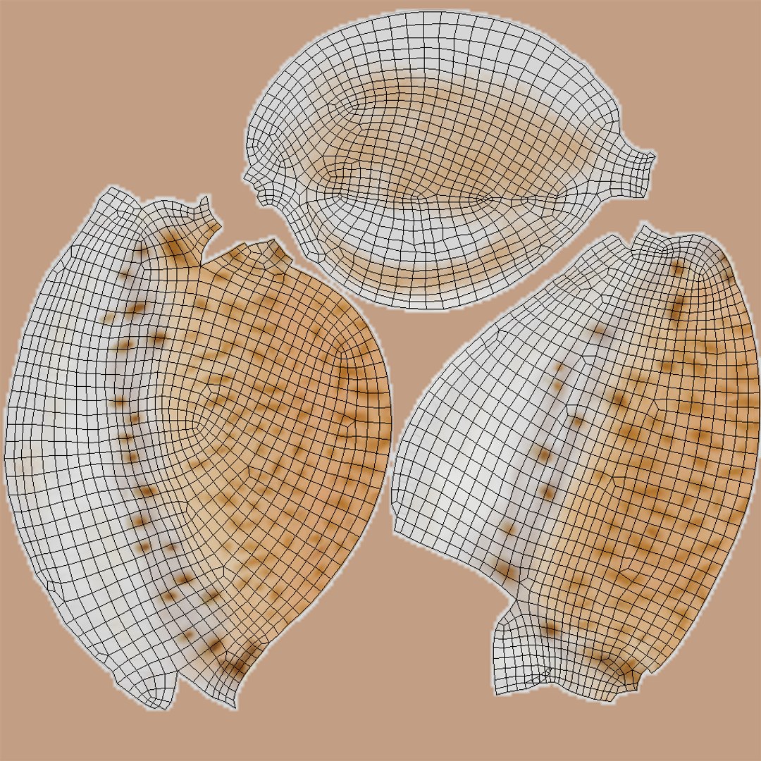 Shell Collection 3D model - TurboSquid 1738604