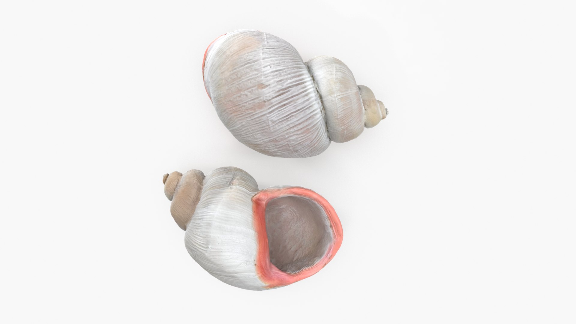 Shell Collection 3D Model - TurboSquid 1738604
