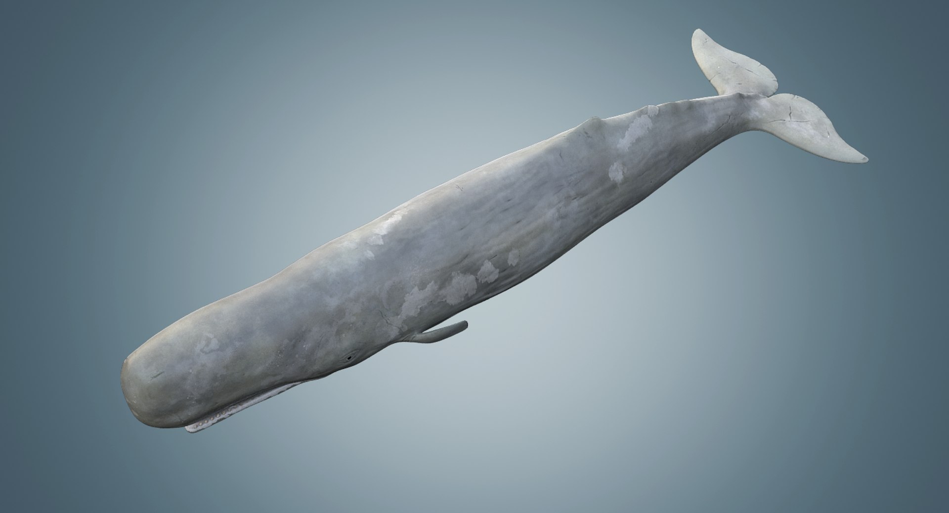 3d sperm whale model