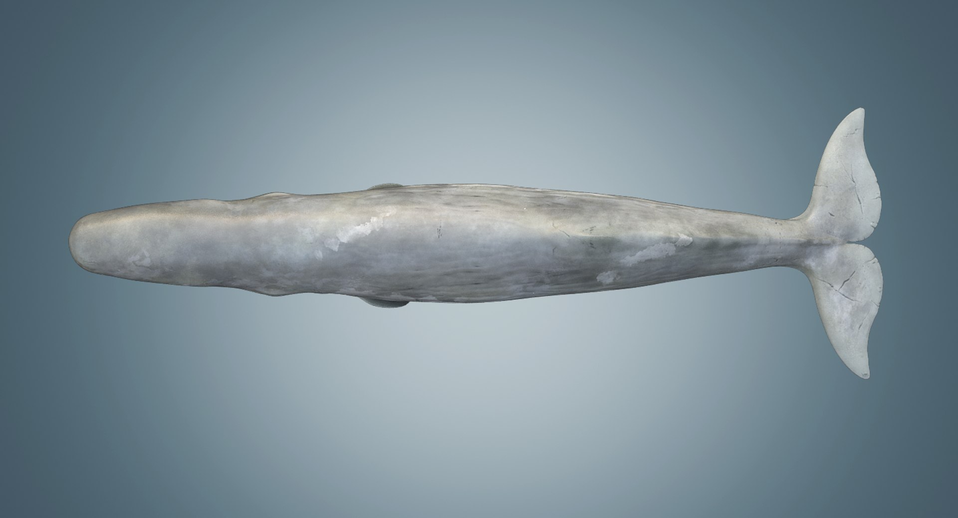 3d sperm whale model
