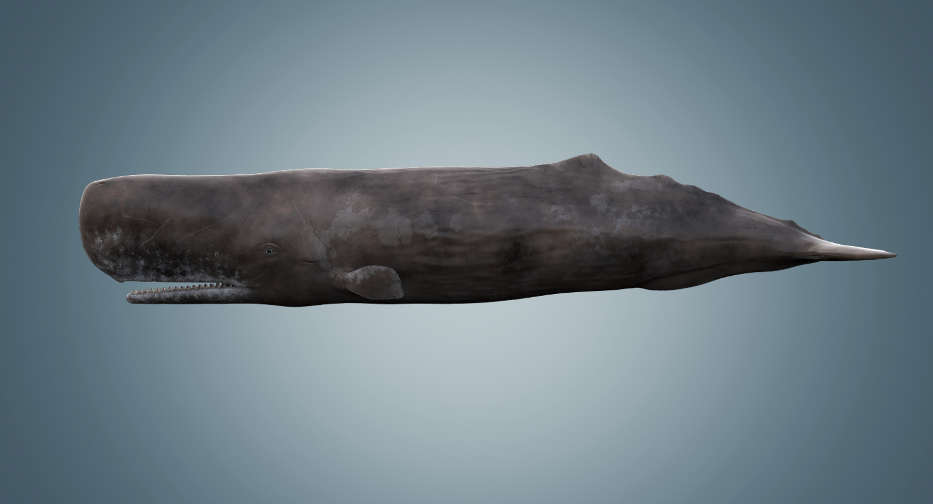 3d sperm whale model