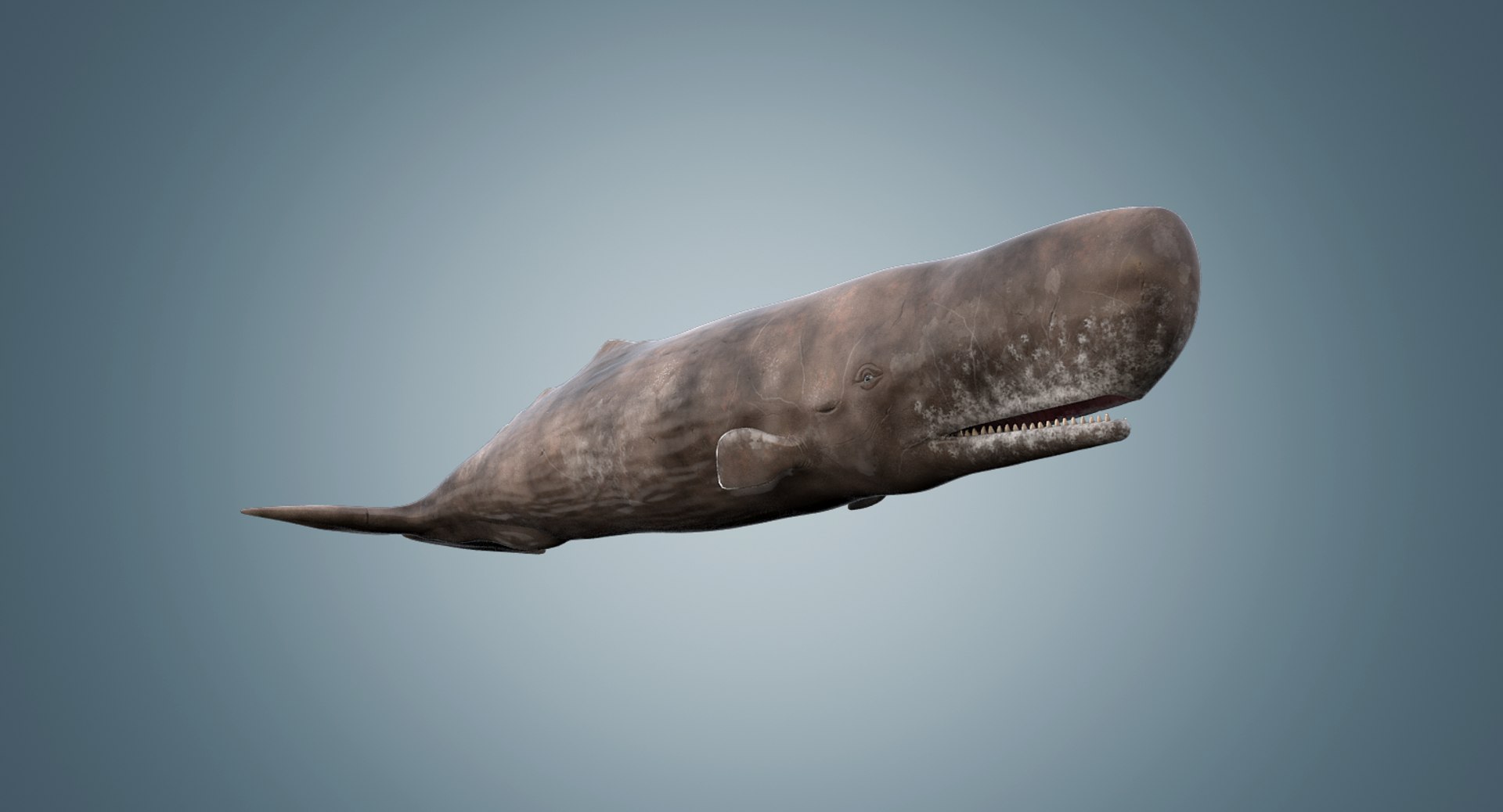 3d sperm whale model