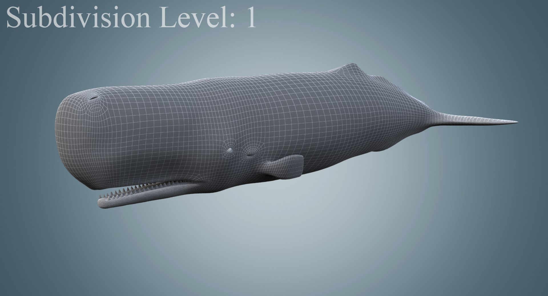 3d sperm whale model