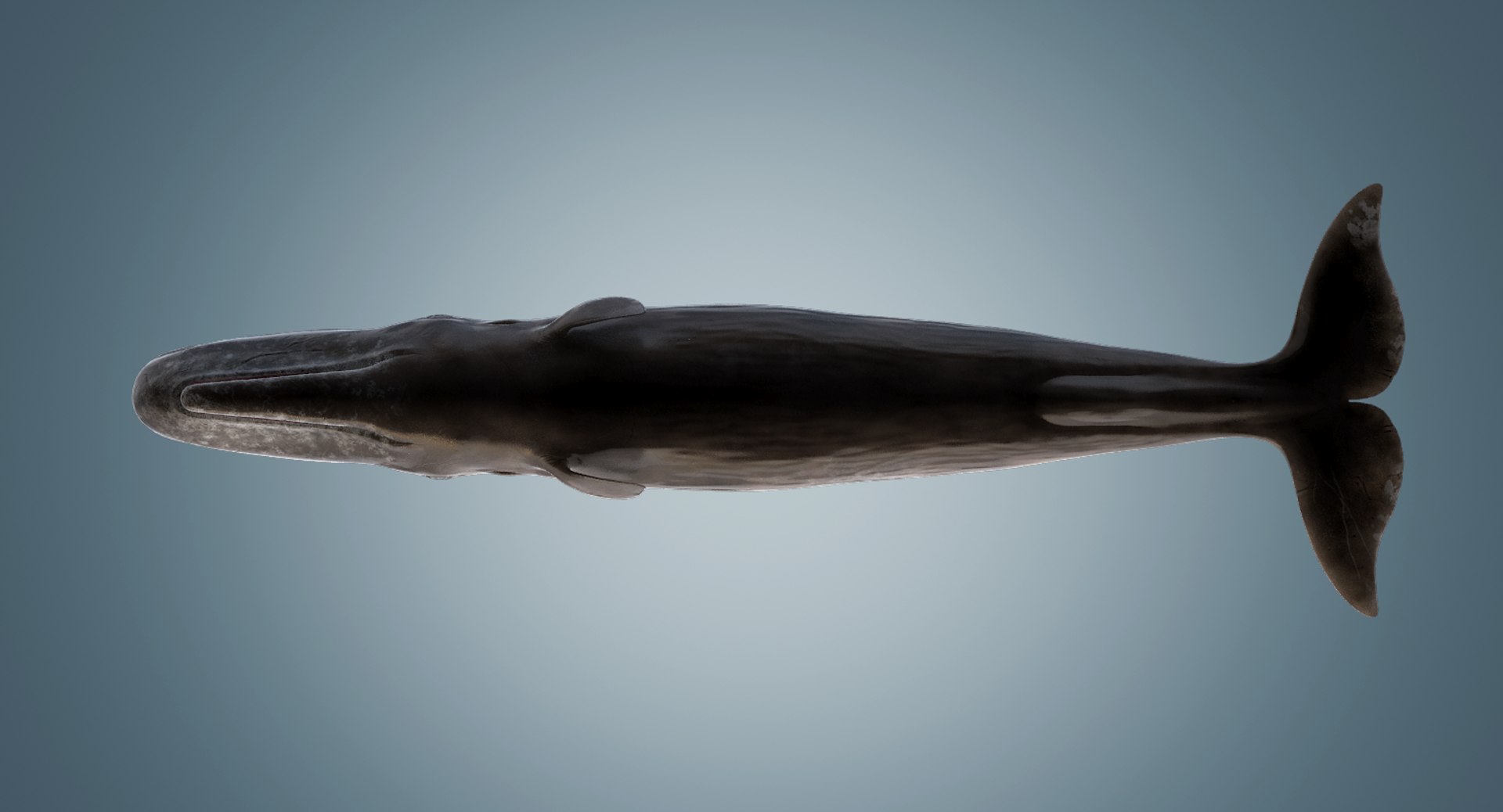 3d sperm whale model