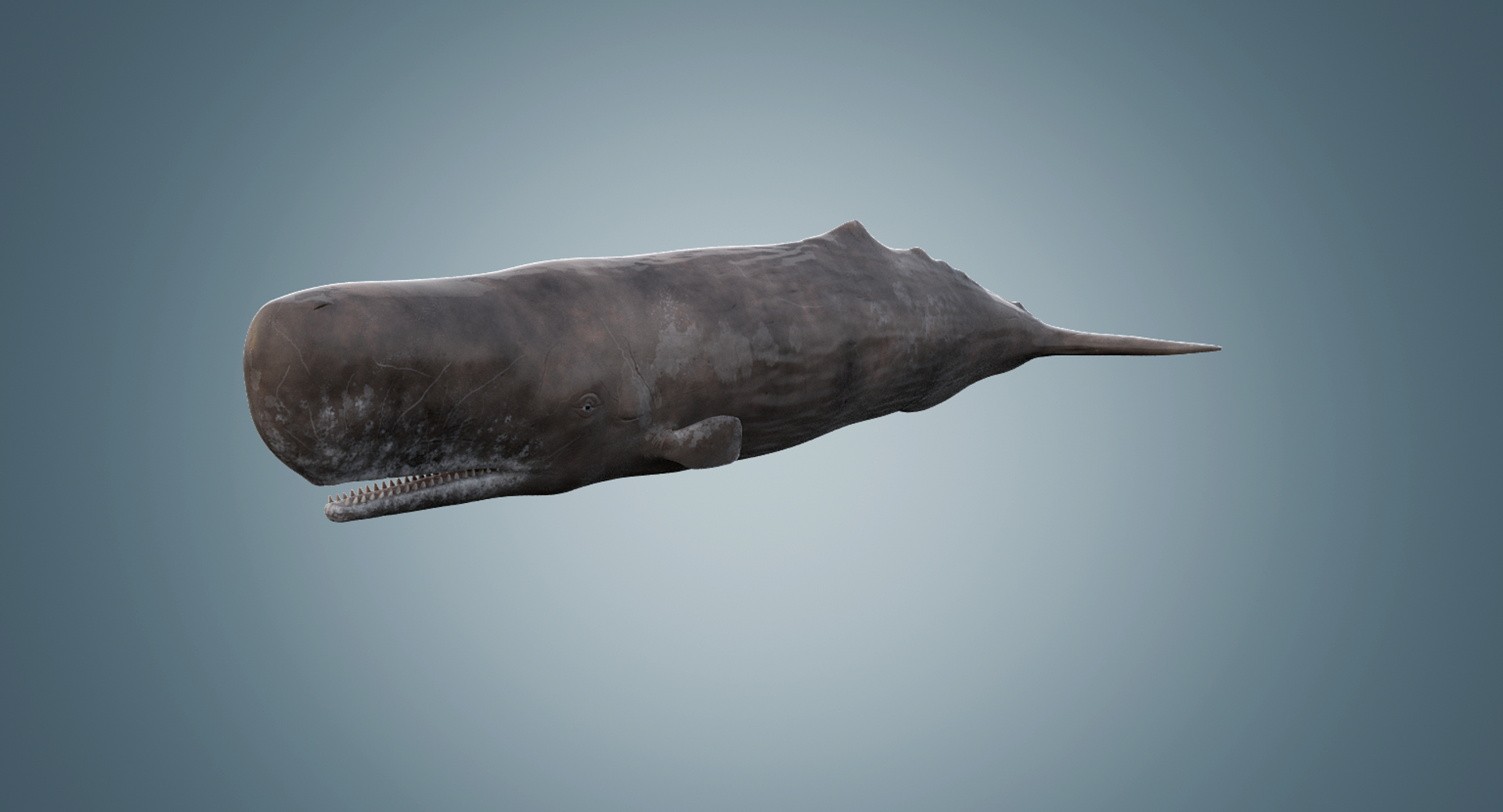 3d sperm whale model