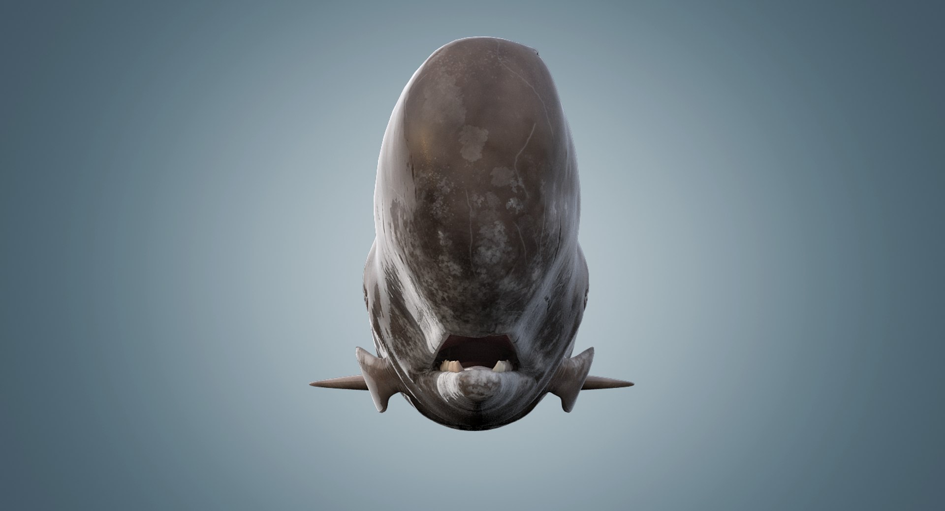 3d sperm whale model