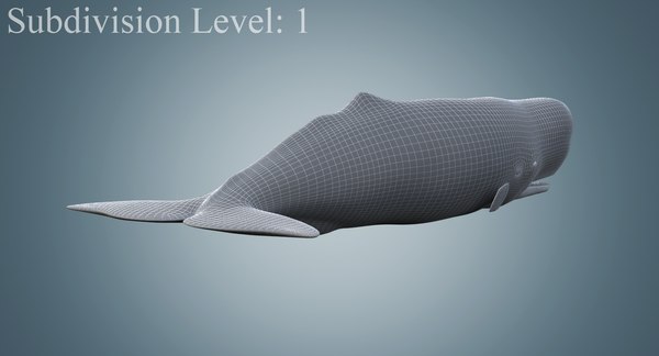 3d sperm whale model