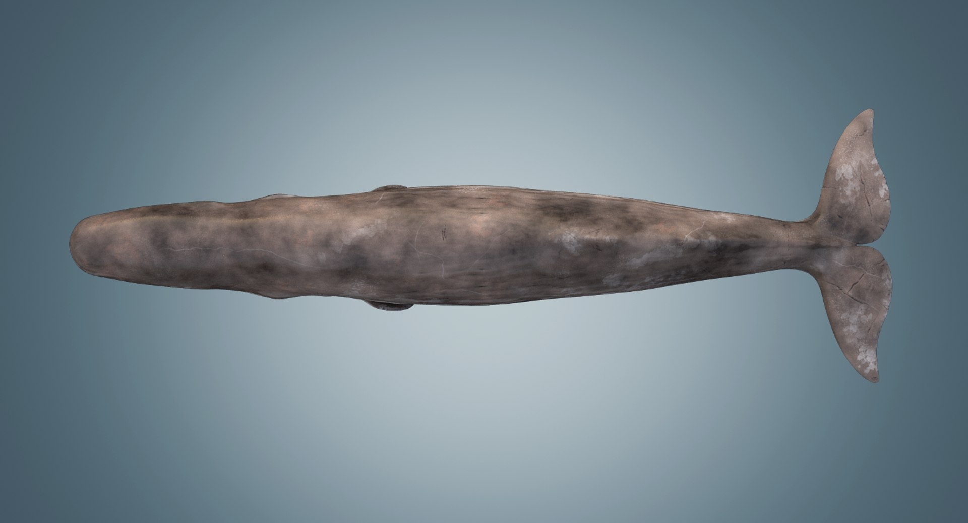 3d sperm whale model