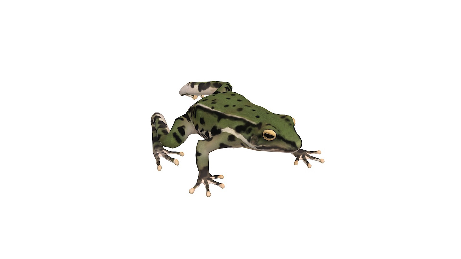 3D frog - TurboSquid 2176018