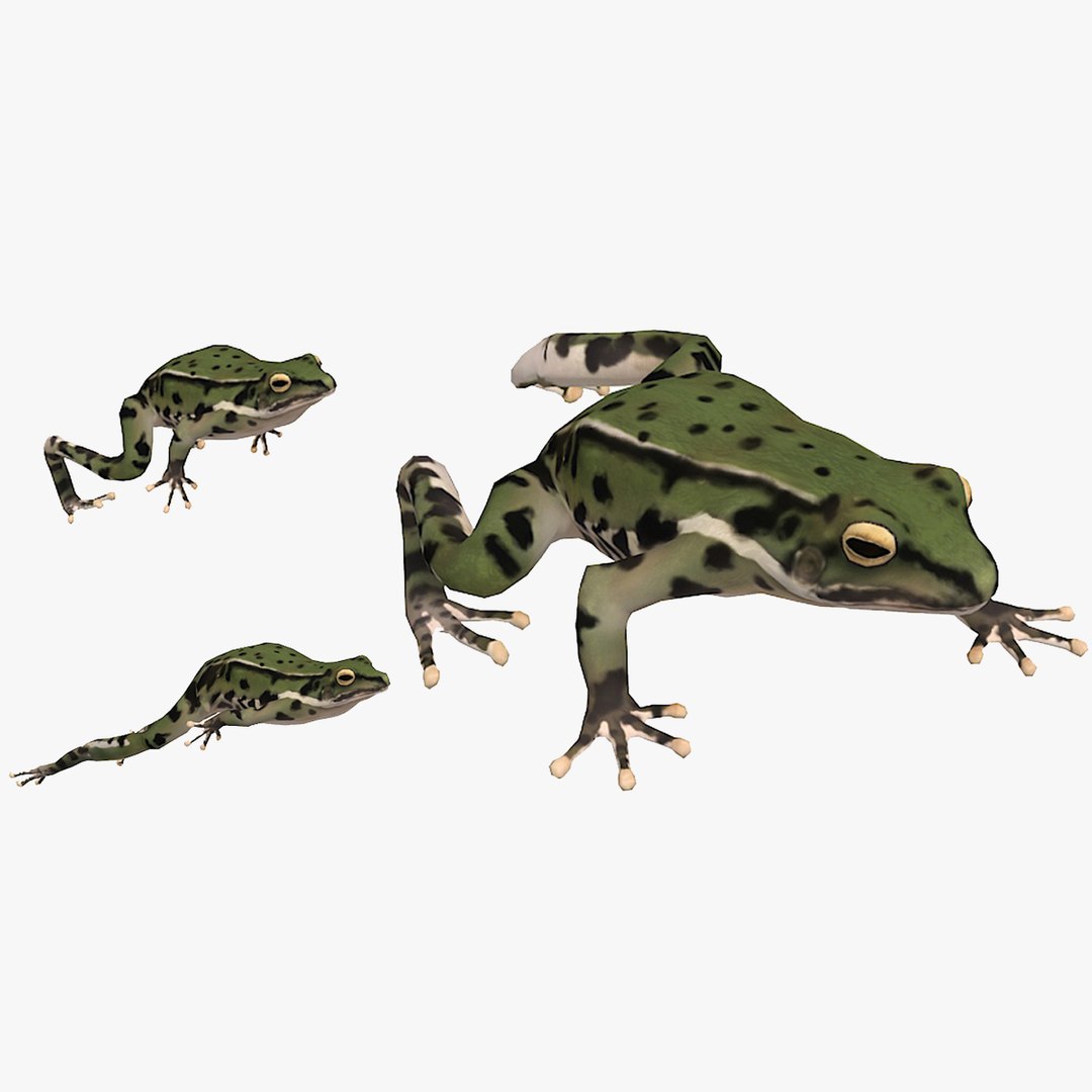 3D frog - TurboSquid 2176018
