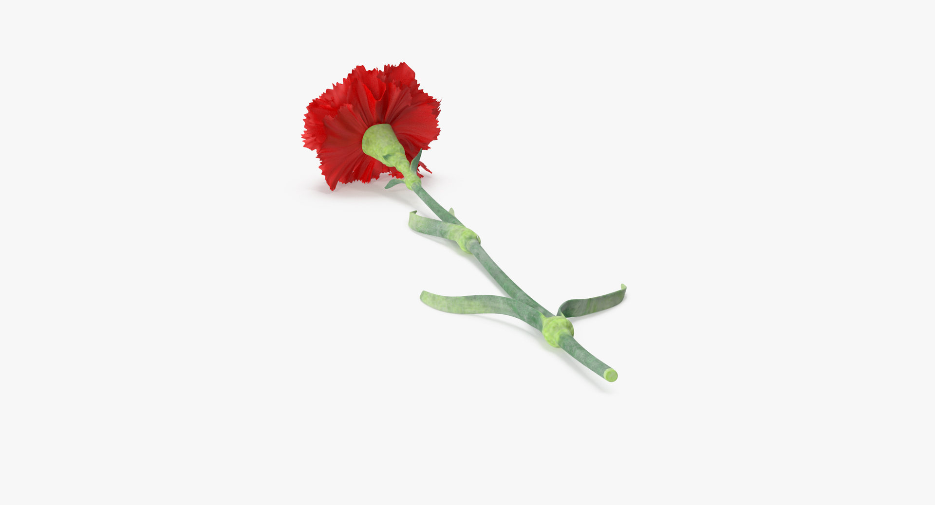 3d C4d Single Laying Carnation