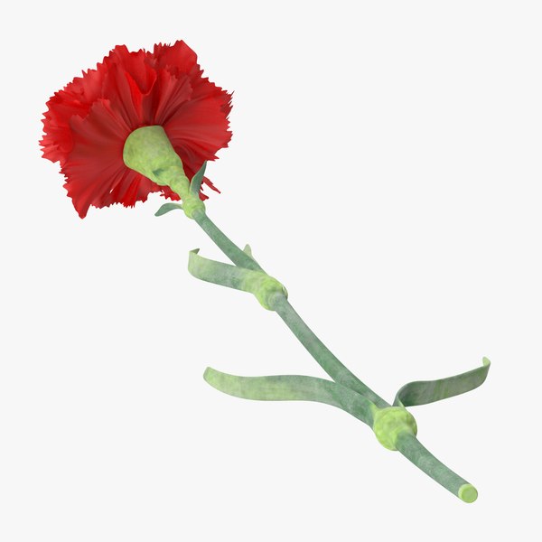 3d c4d single laying carnation