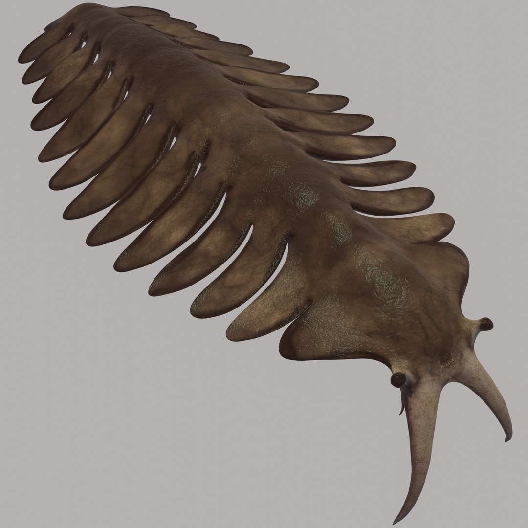 3D Trilobite - TurboSquid 1783071