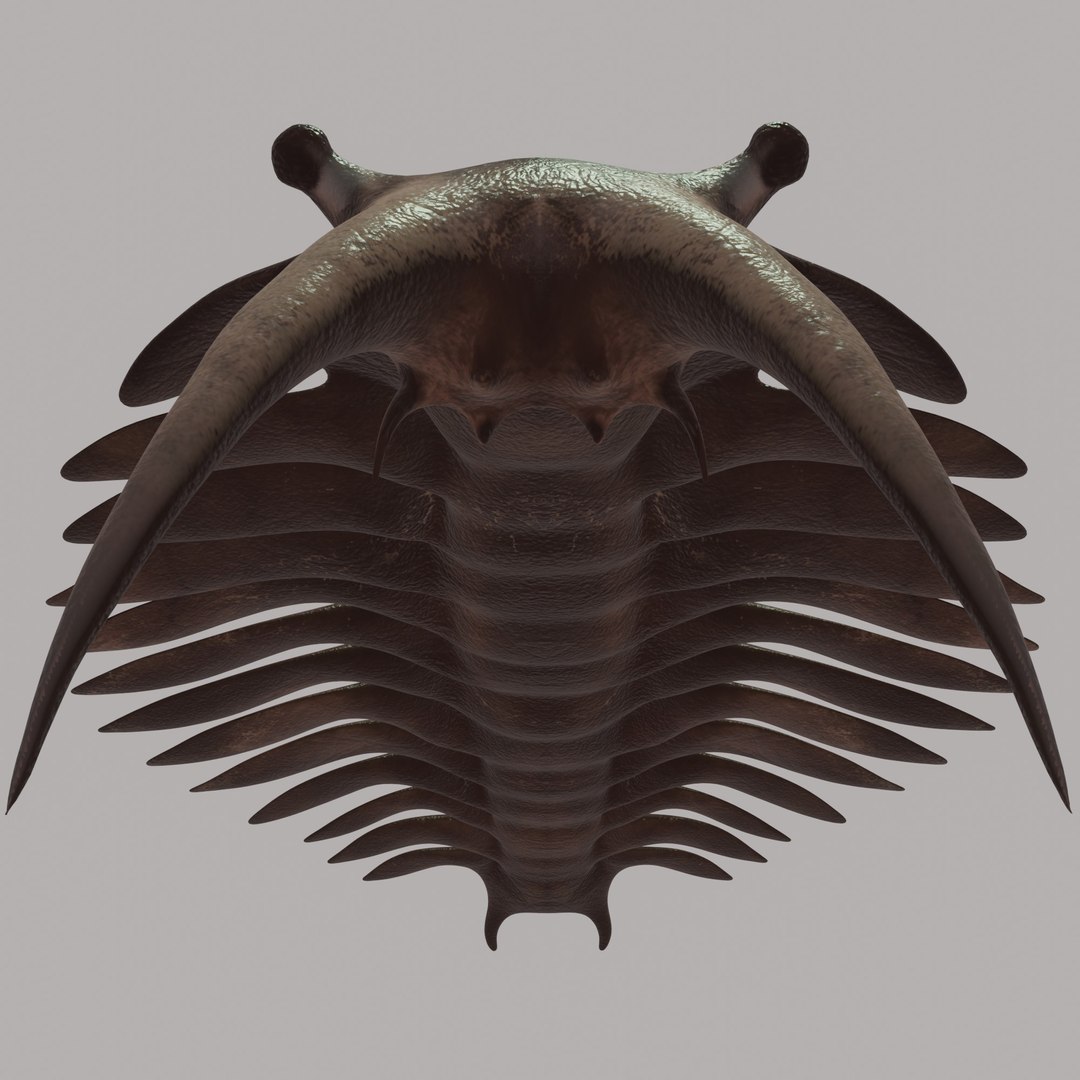 3D Trilobite - TurboSquid 1783071
