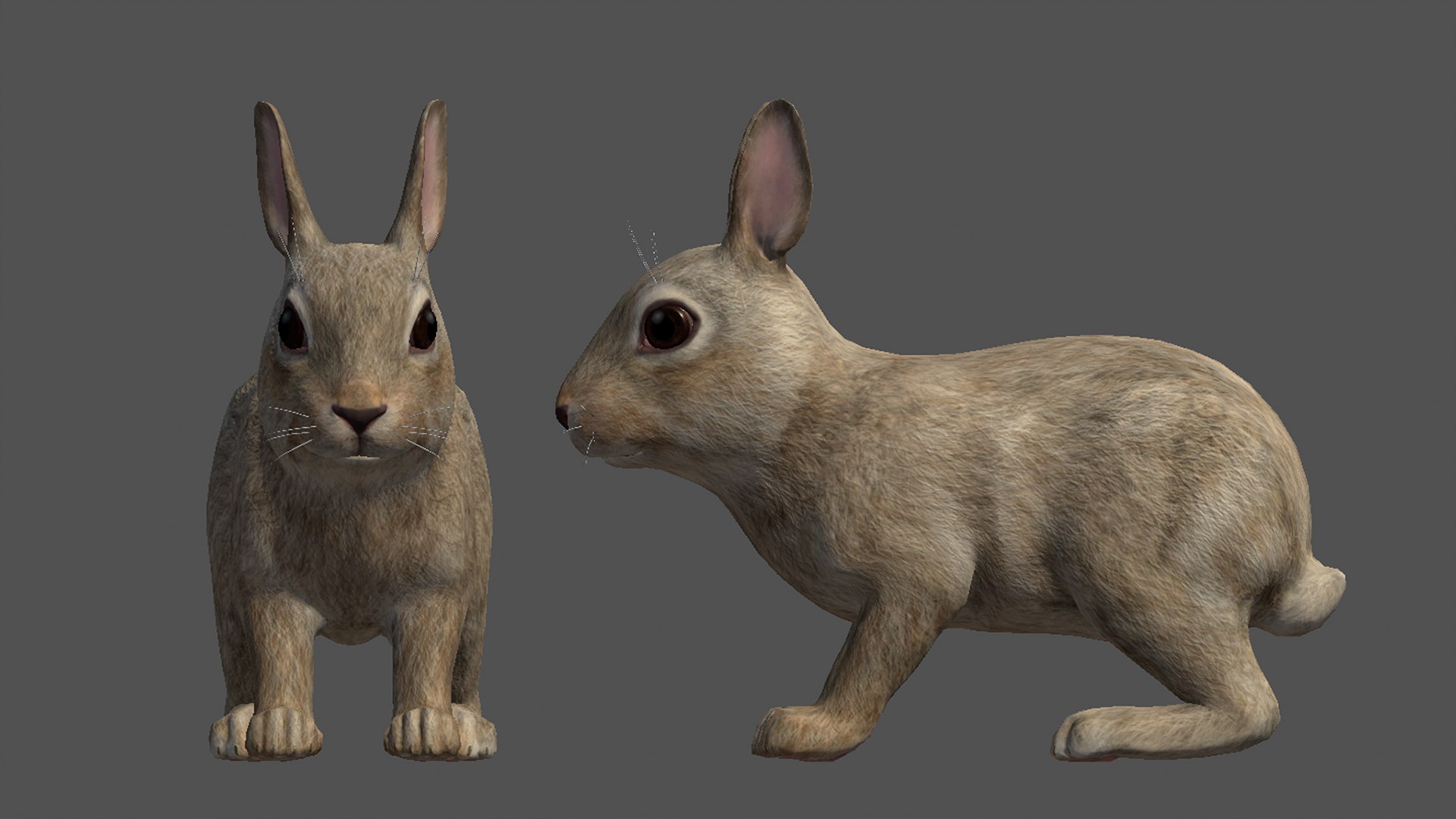 3D model Bunny - TurboSquid 1938417